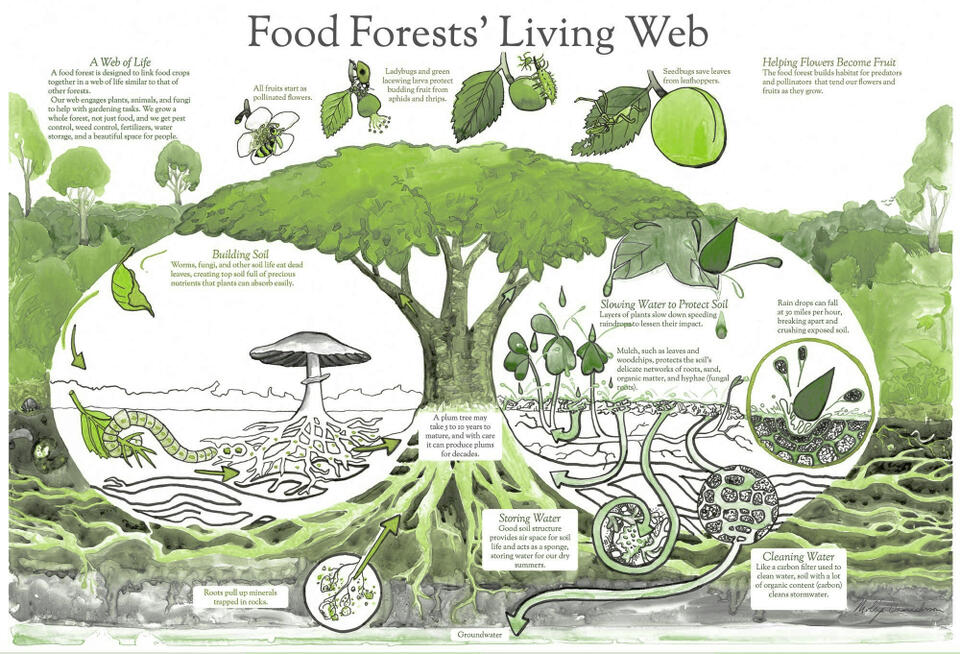 Grow more resilient and prepared - Philippine Food Forest