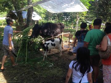 A list of existing forests - Philippine Food Forest
