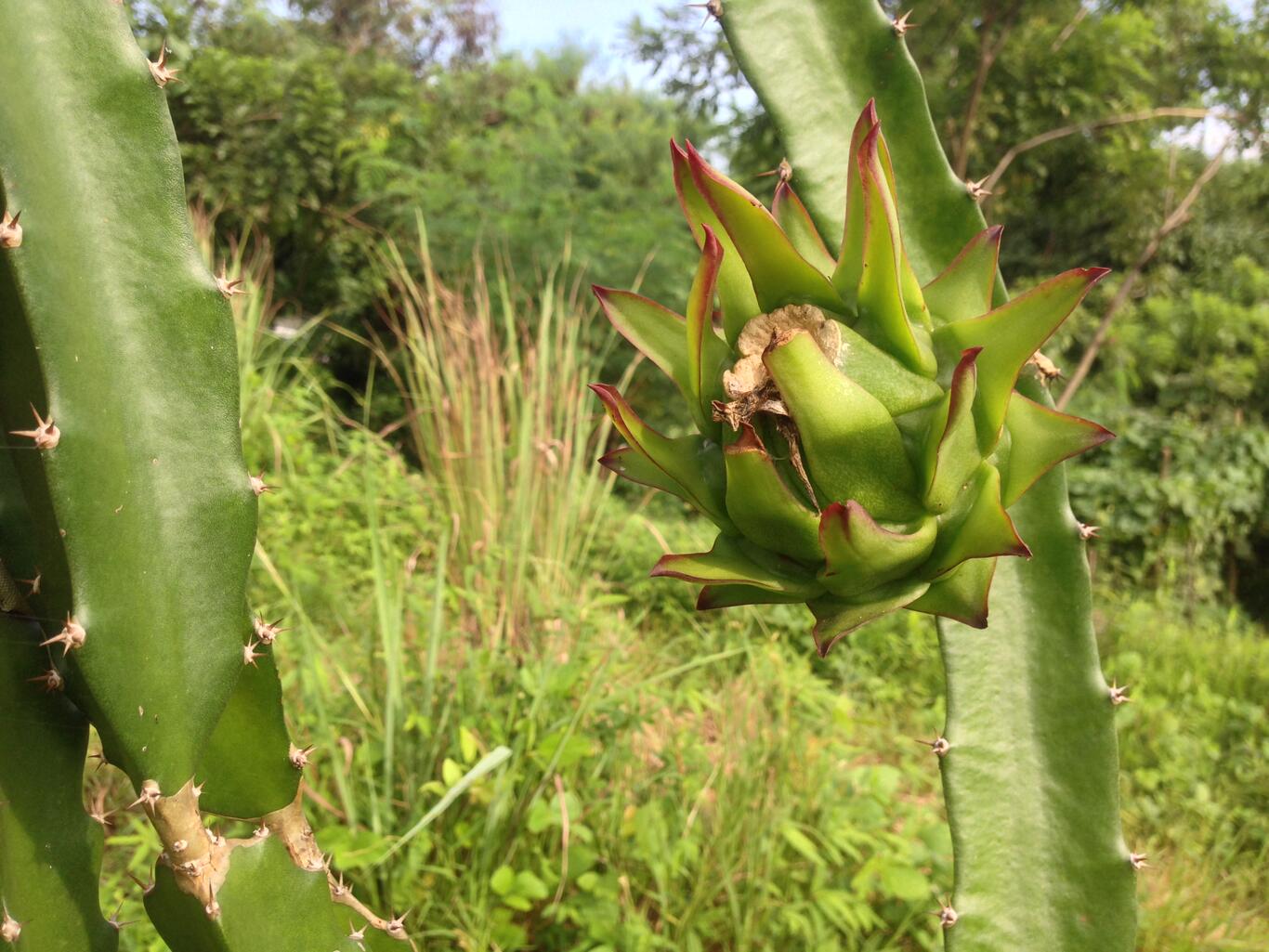 Happy House Farm - Philippine Food Forest
