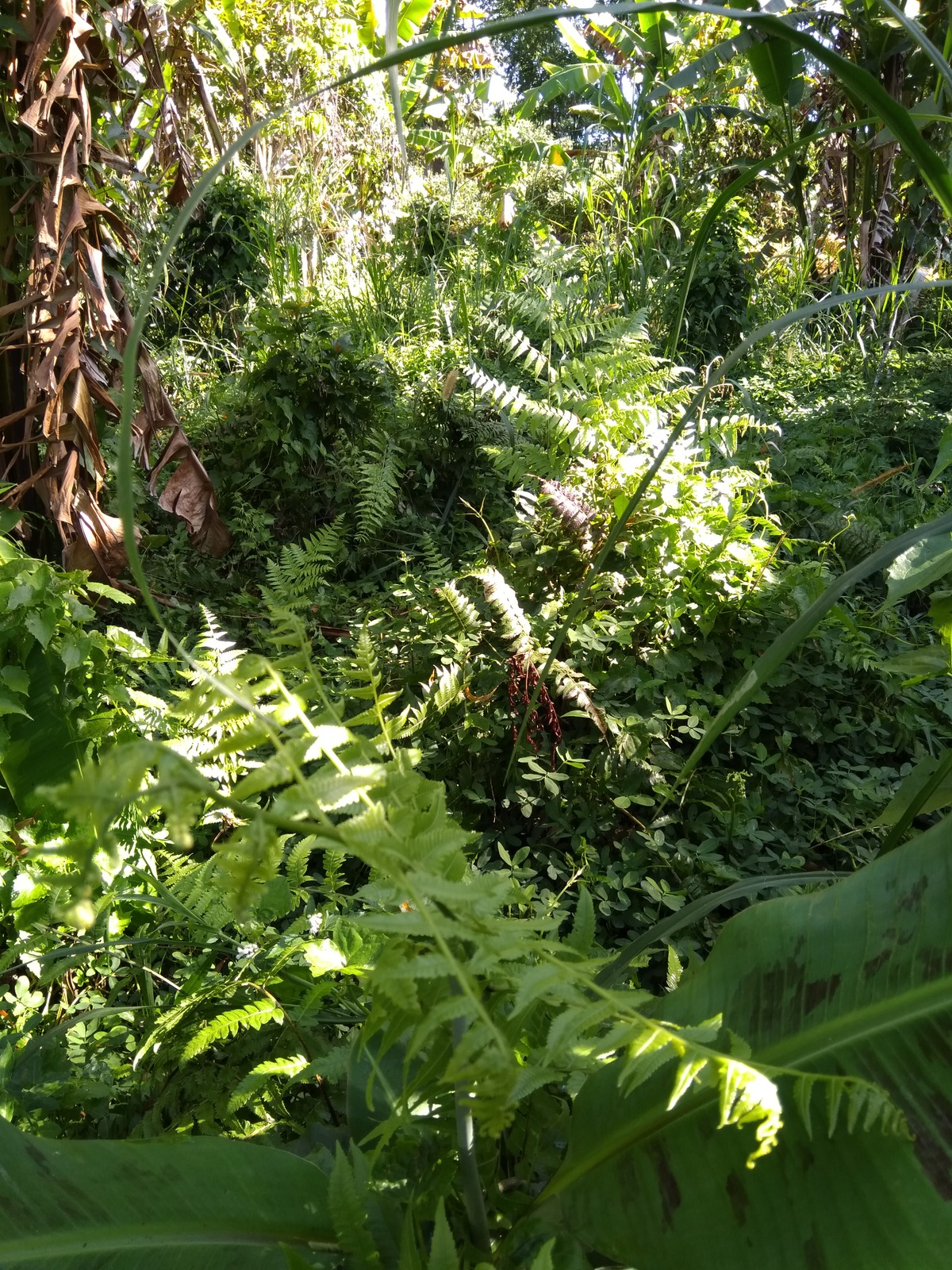 Binahon Agroforestry Farm - Philippine Food Forest